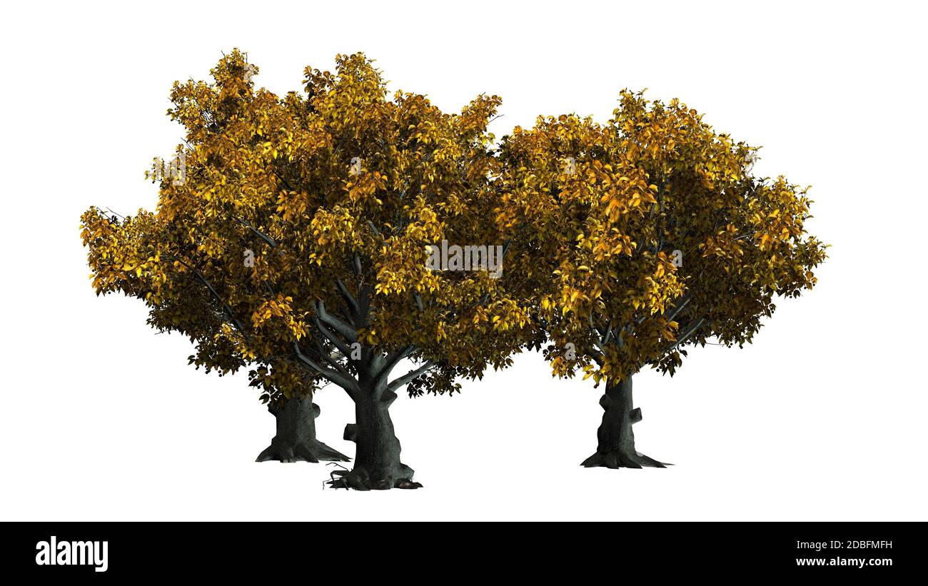 American Beech tree - isolated on white background Stock Photo - Alamy