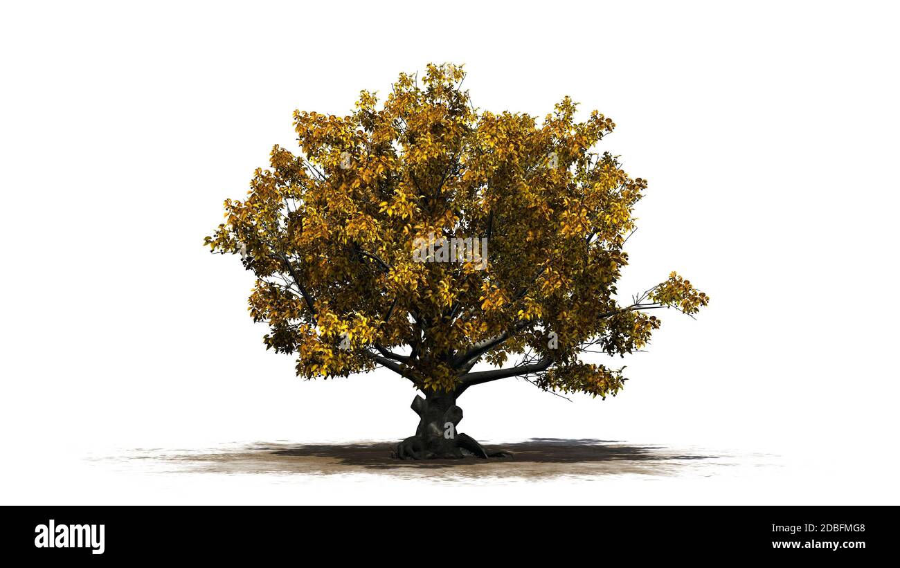 American Beech tree - isolated on white background Stock Photo - Alamy