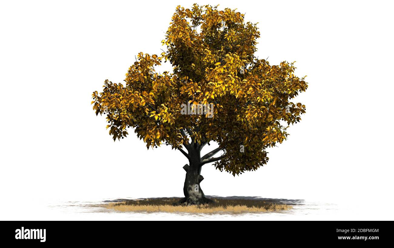 American Beech tree - isolated on white background Stock Photo - Alamy