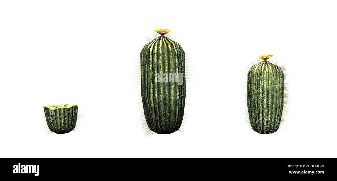 Set of Barrel Cactus on white background Stock Photo - Alamy