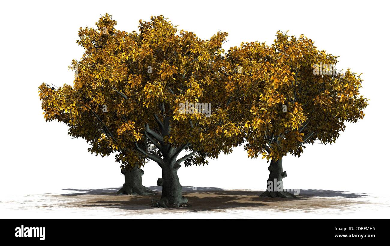 American Beech tree - isolated on white background Stock Photo - Alamy