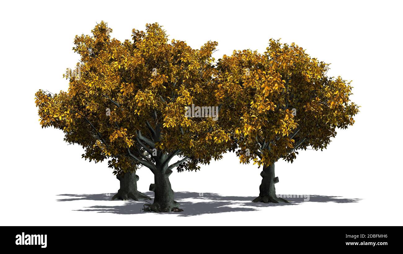 American Beech tree - isolated on white background Stock Photo - Alamy