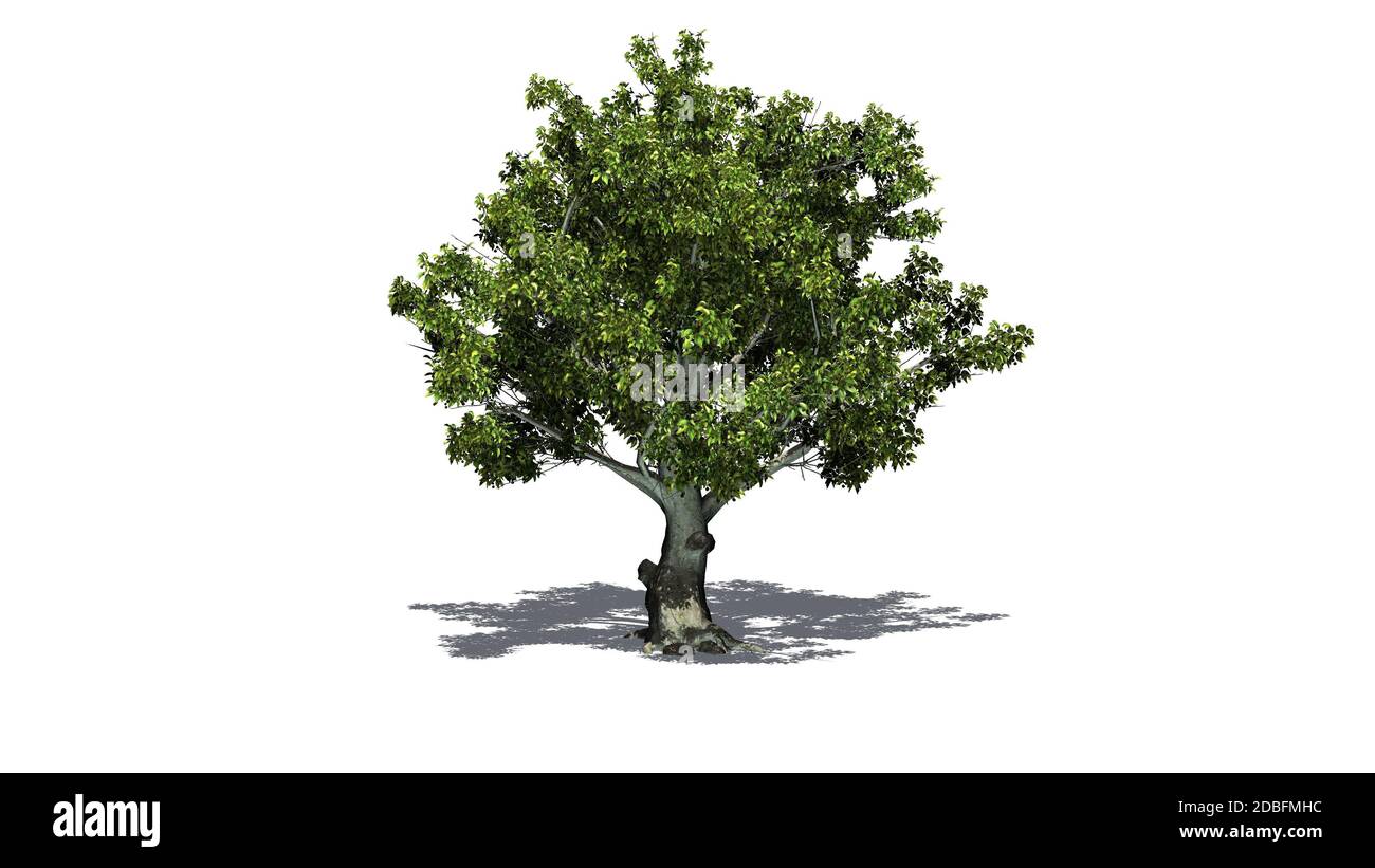 American beech tree with shadow on the floor - isolated on white ...