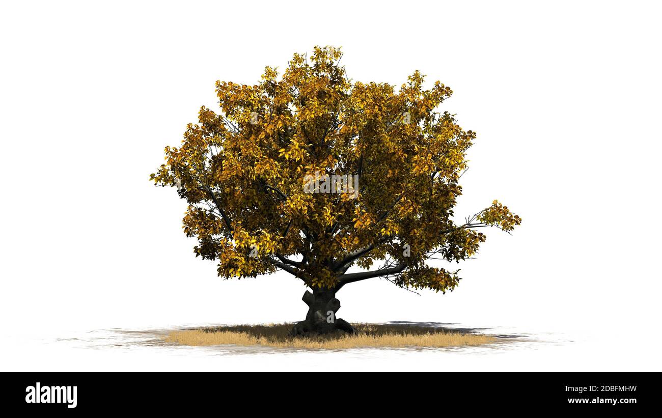 American Beech tree - isolated on white background Stock Photo - Alamy