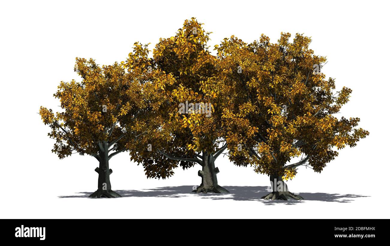 American Beech tree - isolated on white background Stock Photo - Alamy