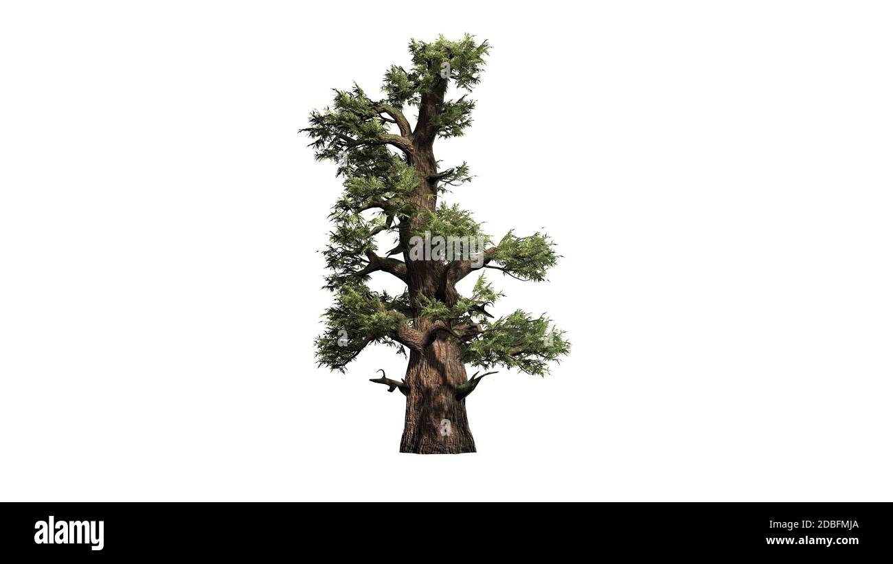 Western Juniper tree on white background Stock Photo - Alamy