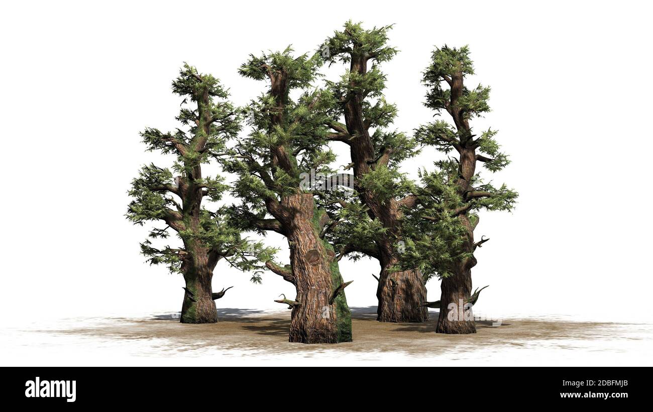 Western Juniper tree cluster on white background Stock Photo - Alamy