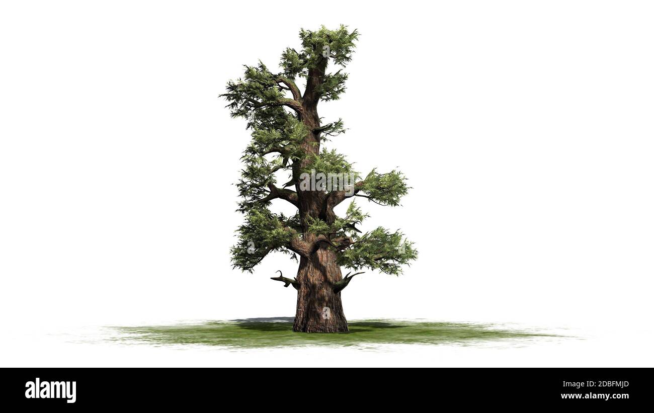 Western Juniper tree on white background Stock Photo - Alamy