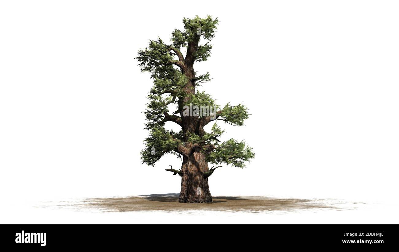 Western Juniper tree on white background Stock Photo - Alamy