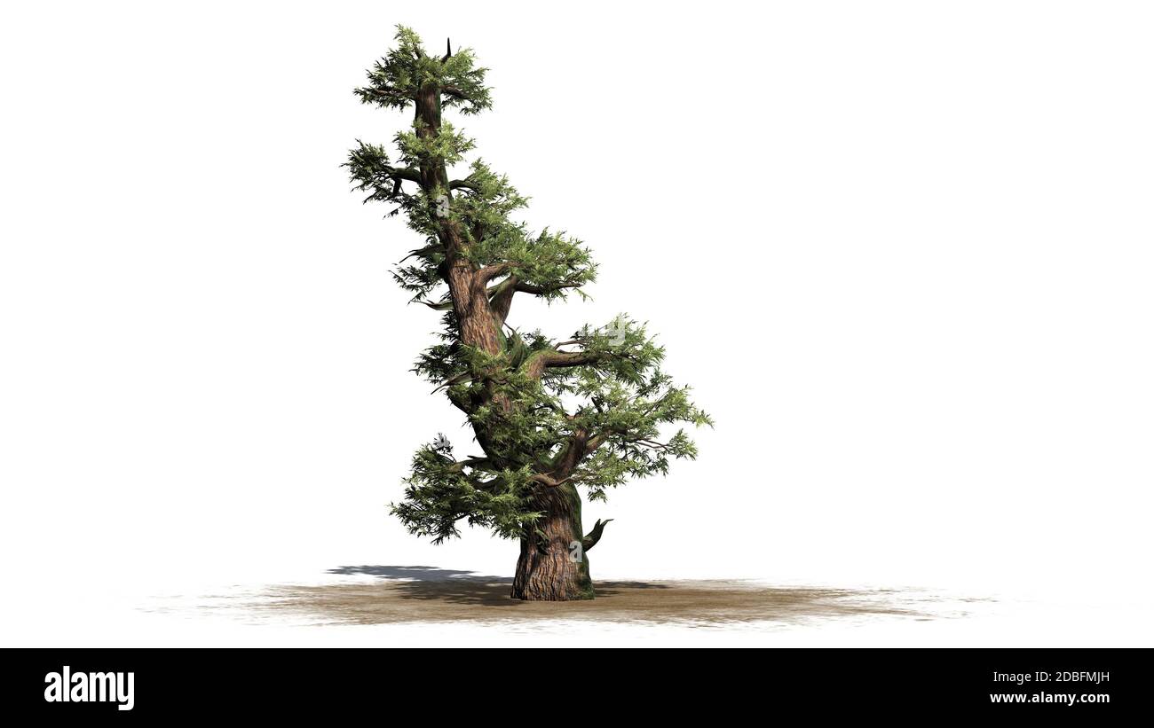 Western Juniper tree on white background Stock Photo - Alamy