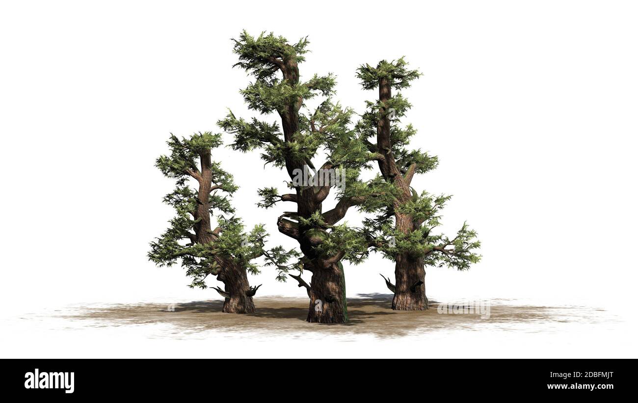 Western Juniper tree cluster on white background Stock Photo - Alamy