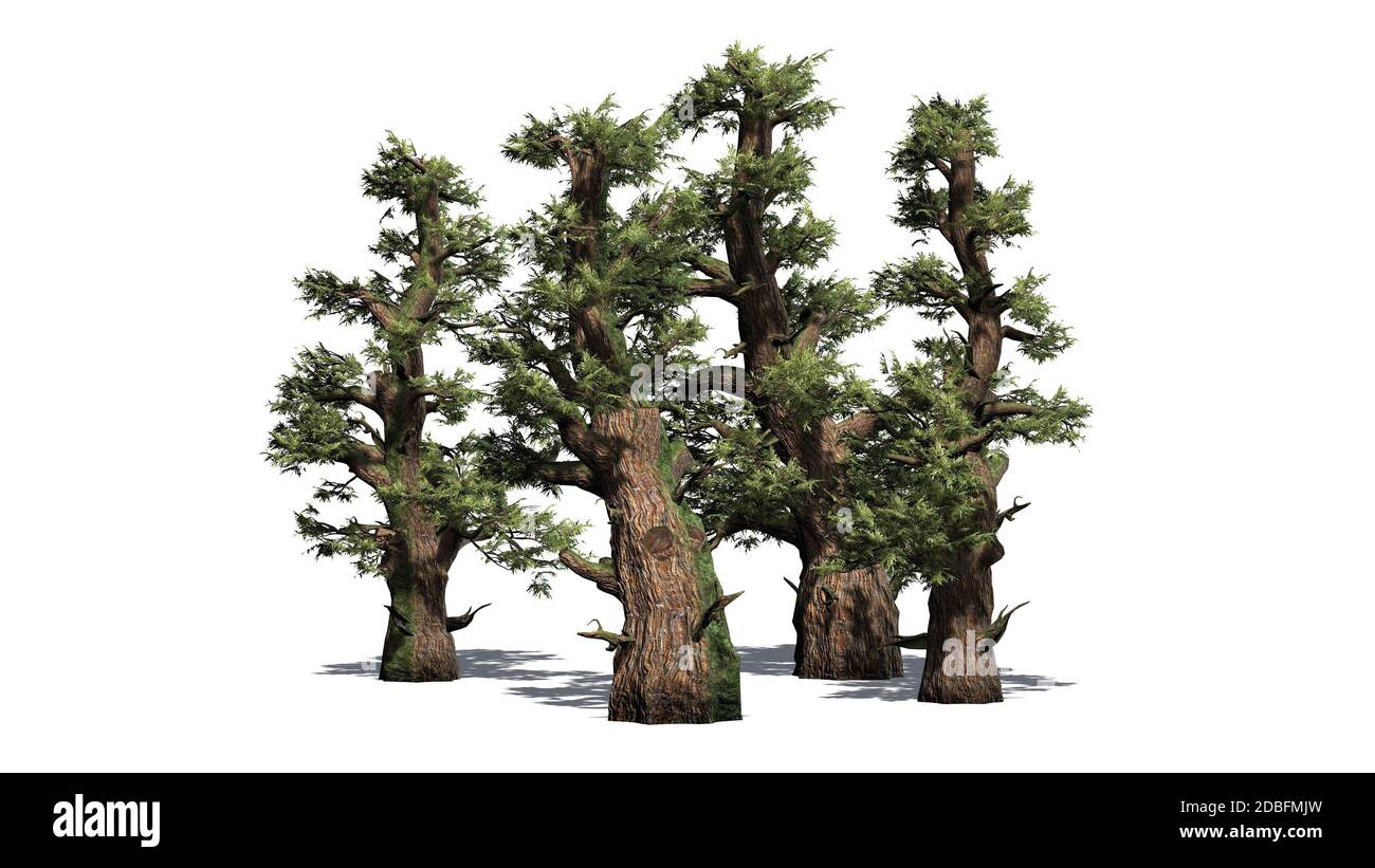Western Juniper tree cluster on white background Stock Photo - Alamy
