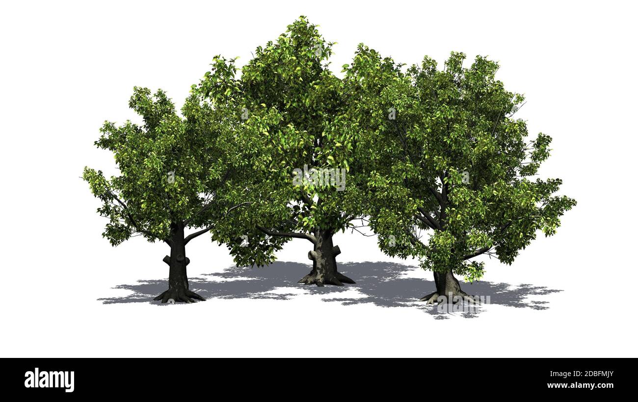 some various American beech trees with shadow on the floor - isolated ...