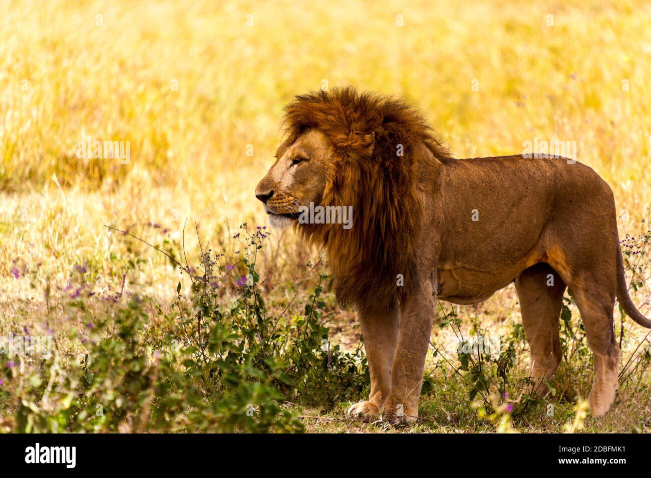 Desert adapted lion hi-res stock photography and images - Alamy