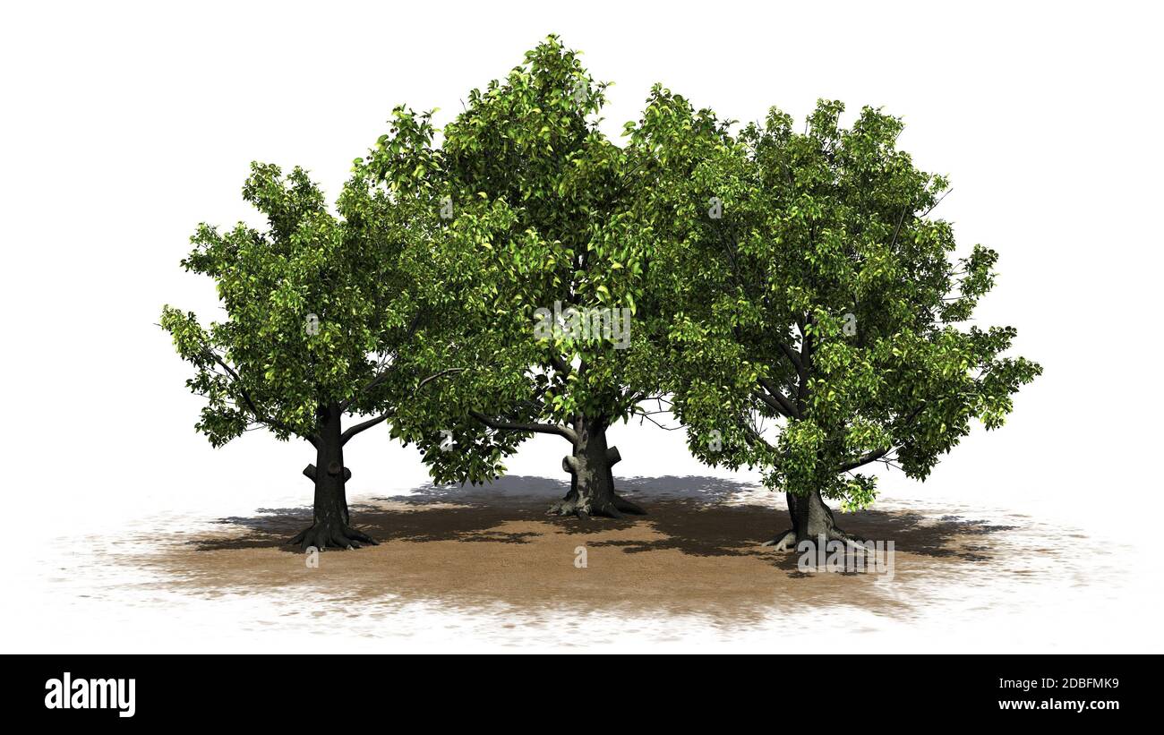 North american beech tree Cut Out Stock Images & Pictures - Alamy