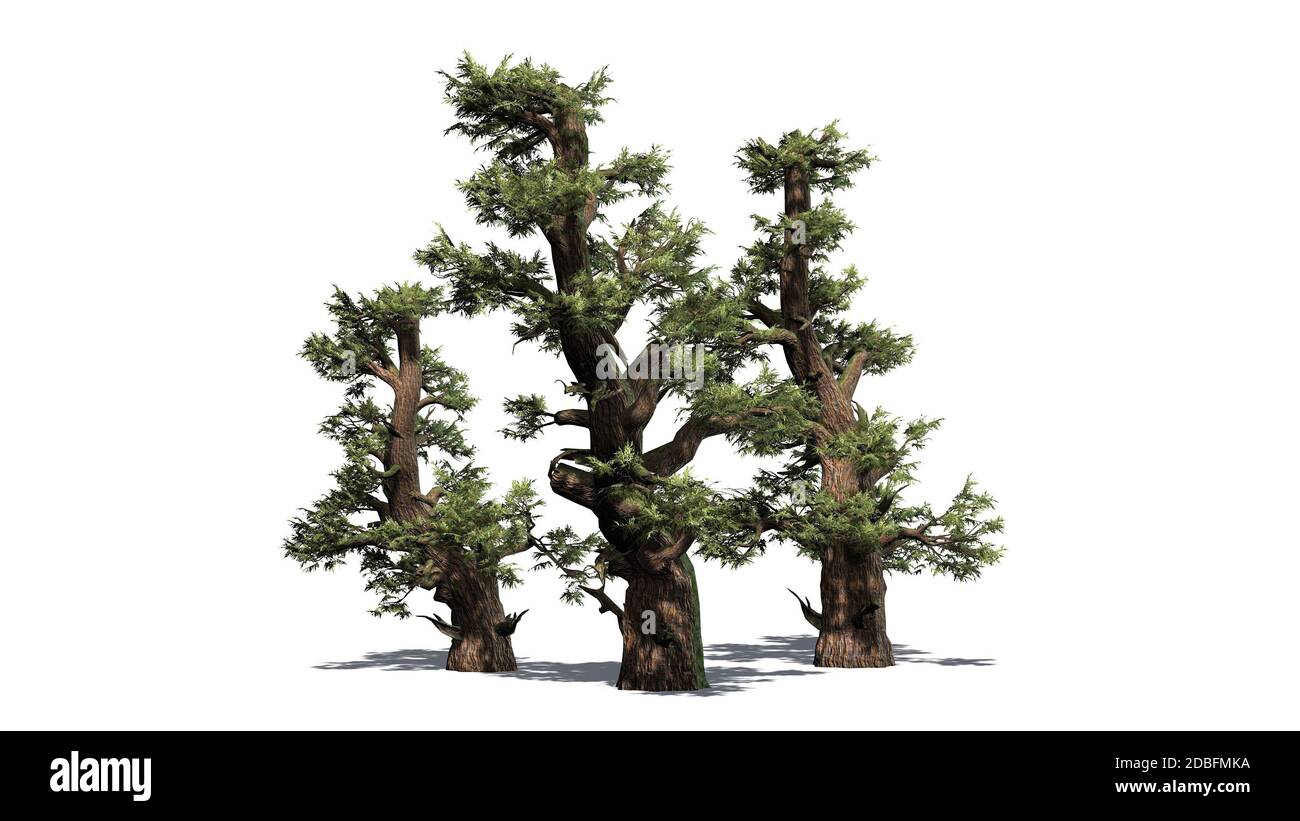 Western Juniper tree cluster on white background Stock Photo - Alamy