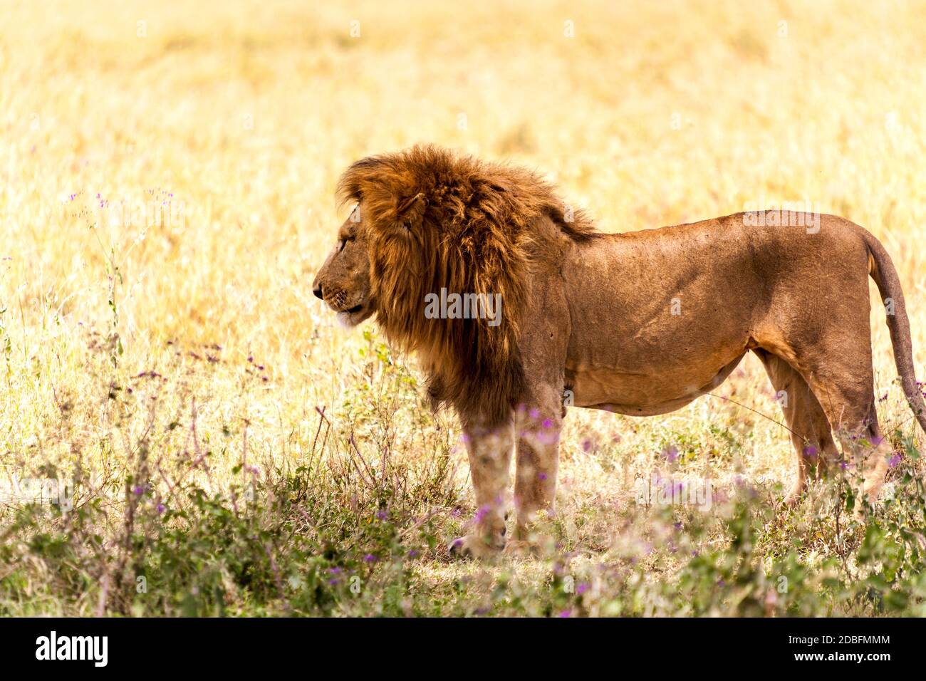 Alpha male lion hi-res stock photography and images - Alamy