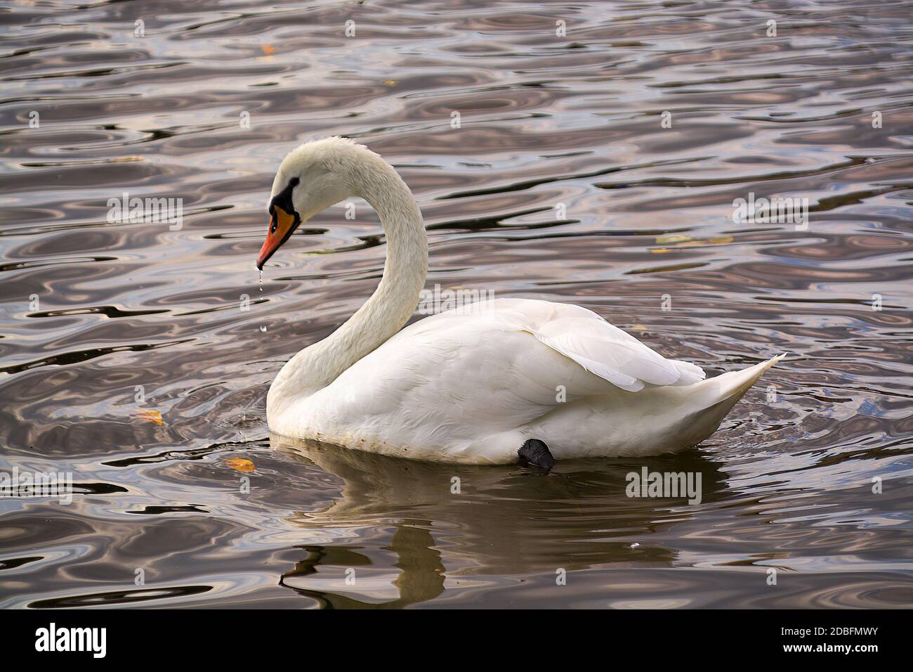 Swan Swim in the Moldavan water Stock Photo - Alamy