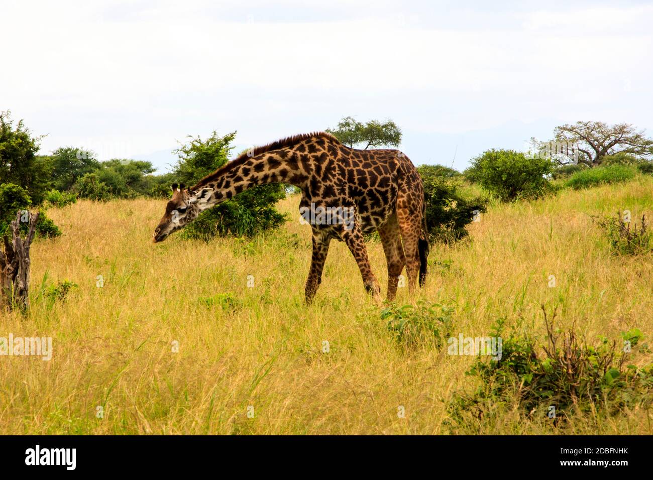 Girafee and baby hi-res stock photography and images - Alamy