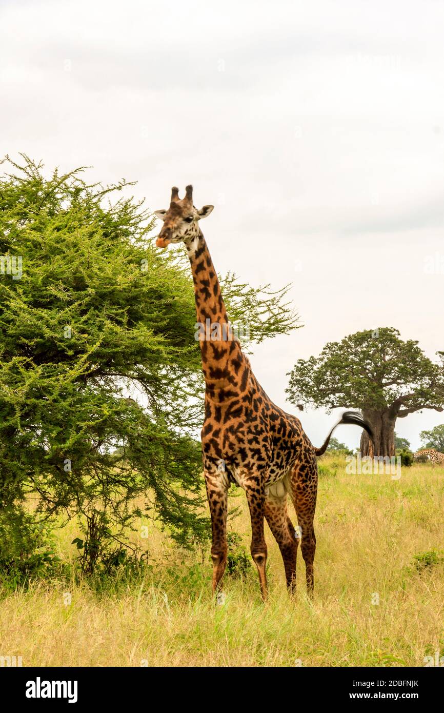 Girafee hi-res stock photography and images - Alamy
