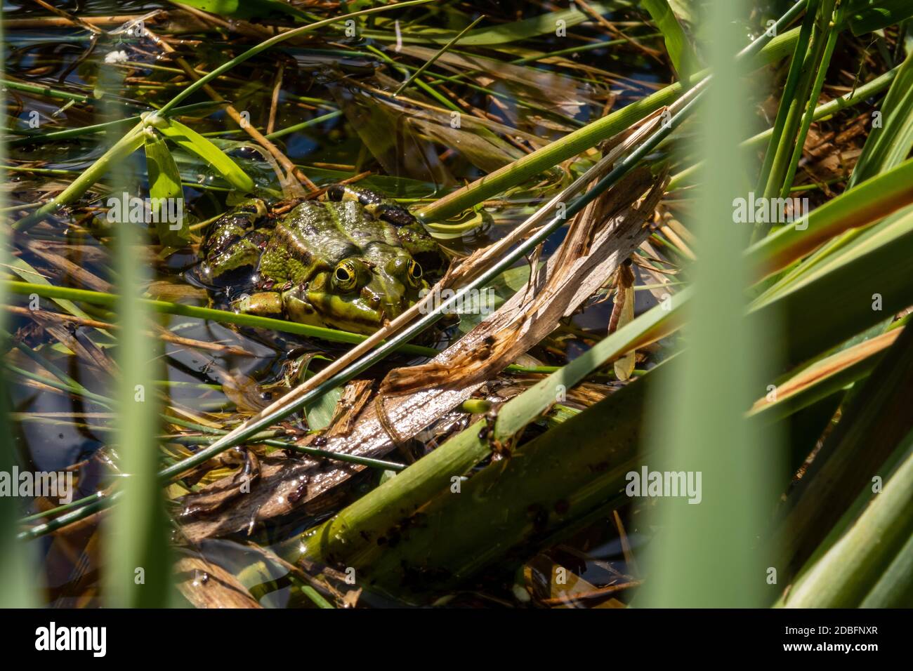 A frog in the pond Stock Photo - Alamy