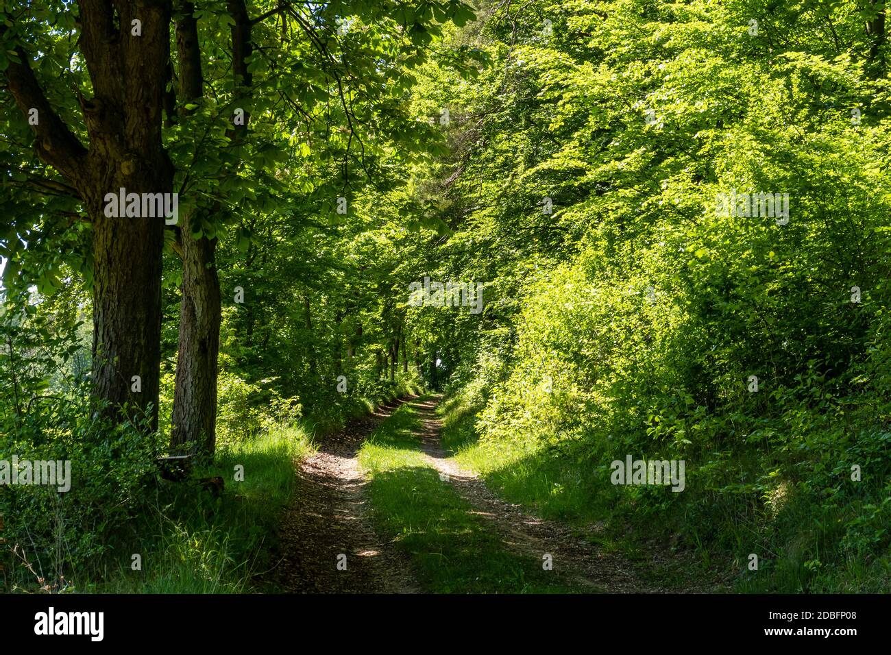 Footpath to a tree in a green landscape hi-res stock photography and ...