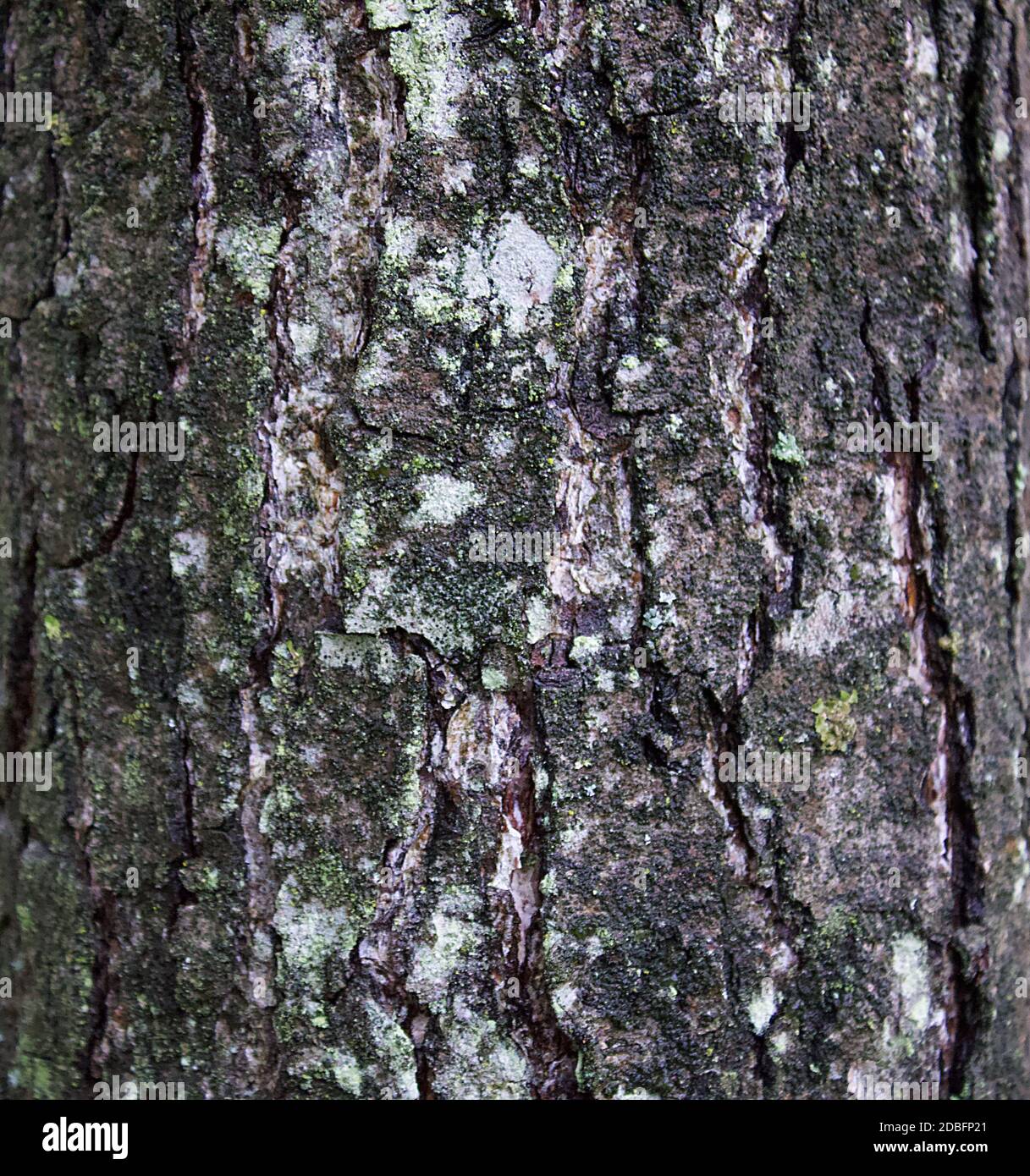 birch with moss and water drops close-up as background Stock Photo - Alamy