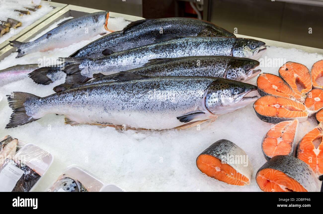 Salmon fish n the counter in ice. Raw red fish for sale. Seafood shop ...