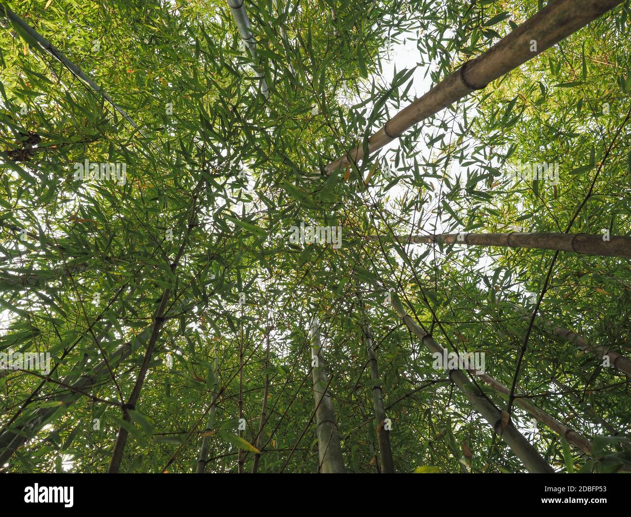 bamboo tree (scientific classification Bambusoideae) useful as a ...