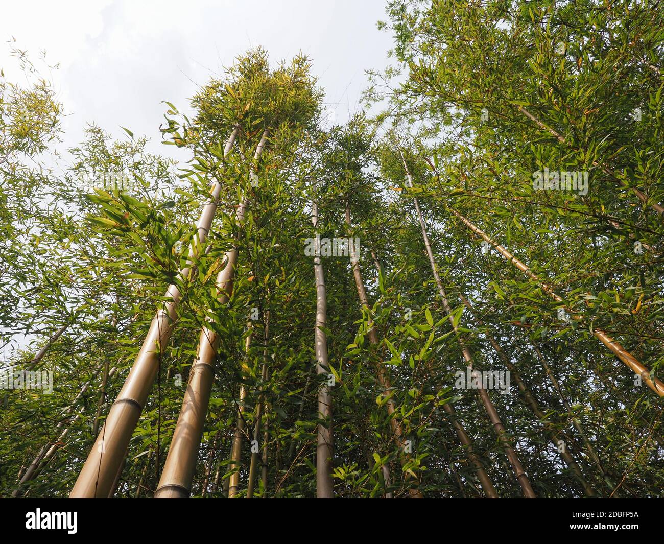 bamboo tree (scientific classification Bambusoideae) useful as a ...