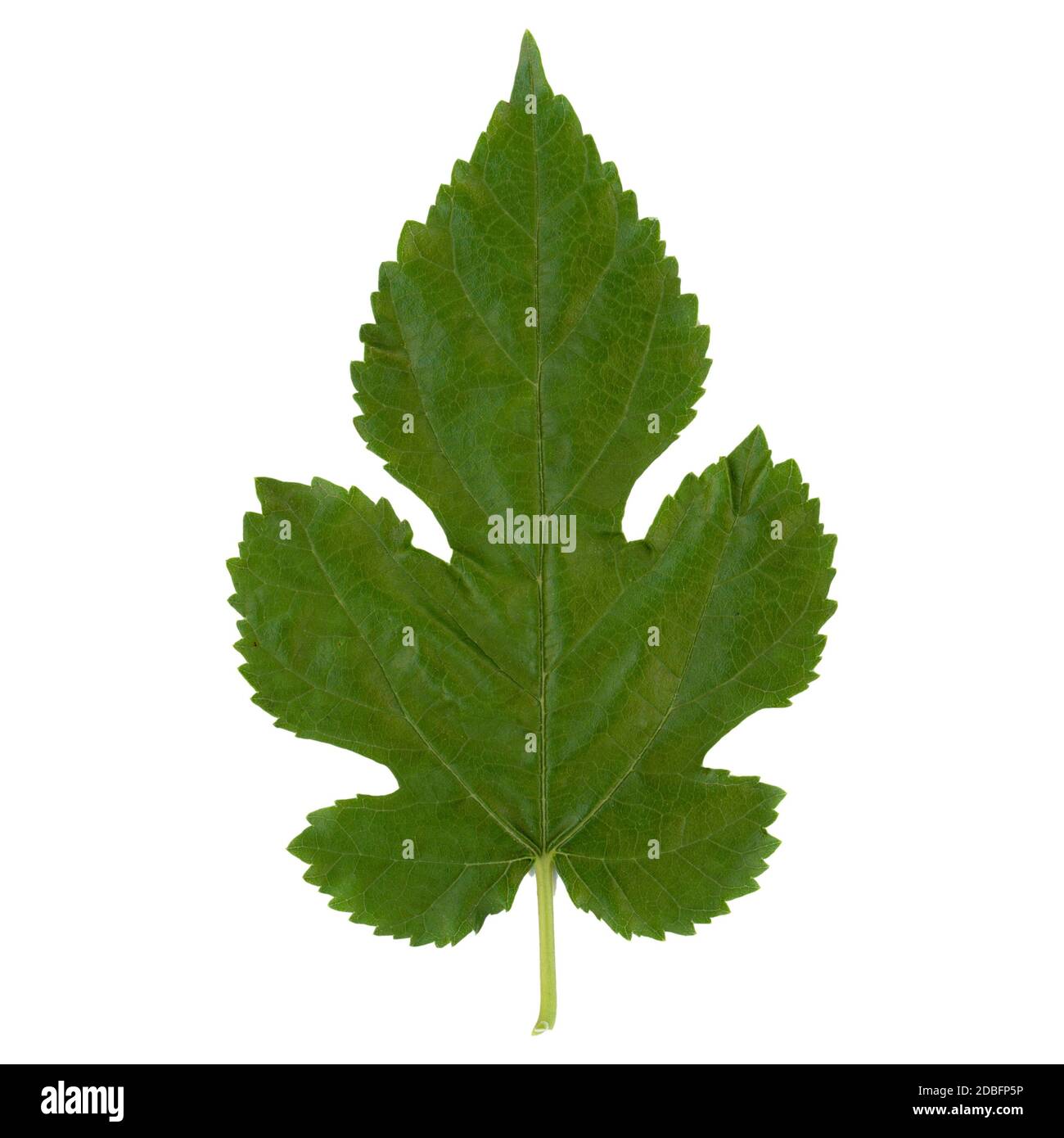 white mulberry tree (scientific name Morus alba) leaf isolated over ...