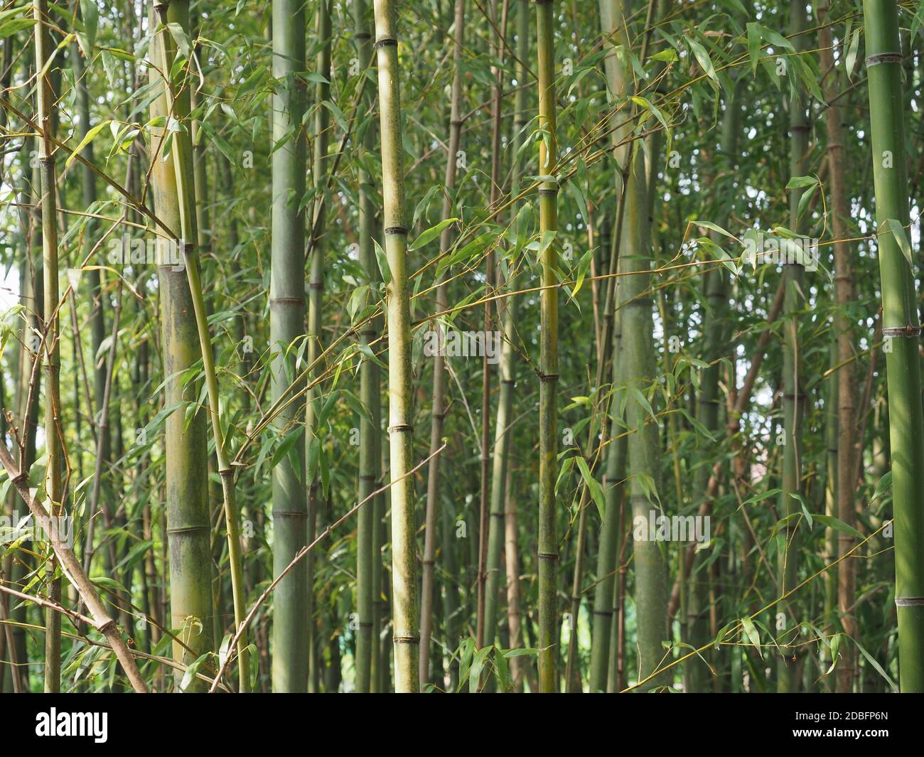 bamboo tree (scientific classification Bambusoideae) useful as a ...