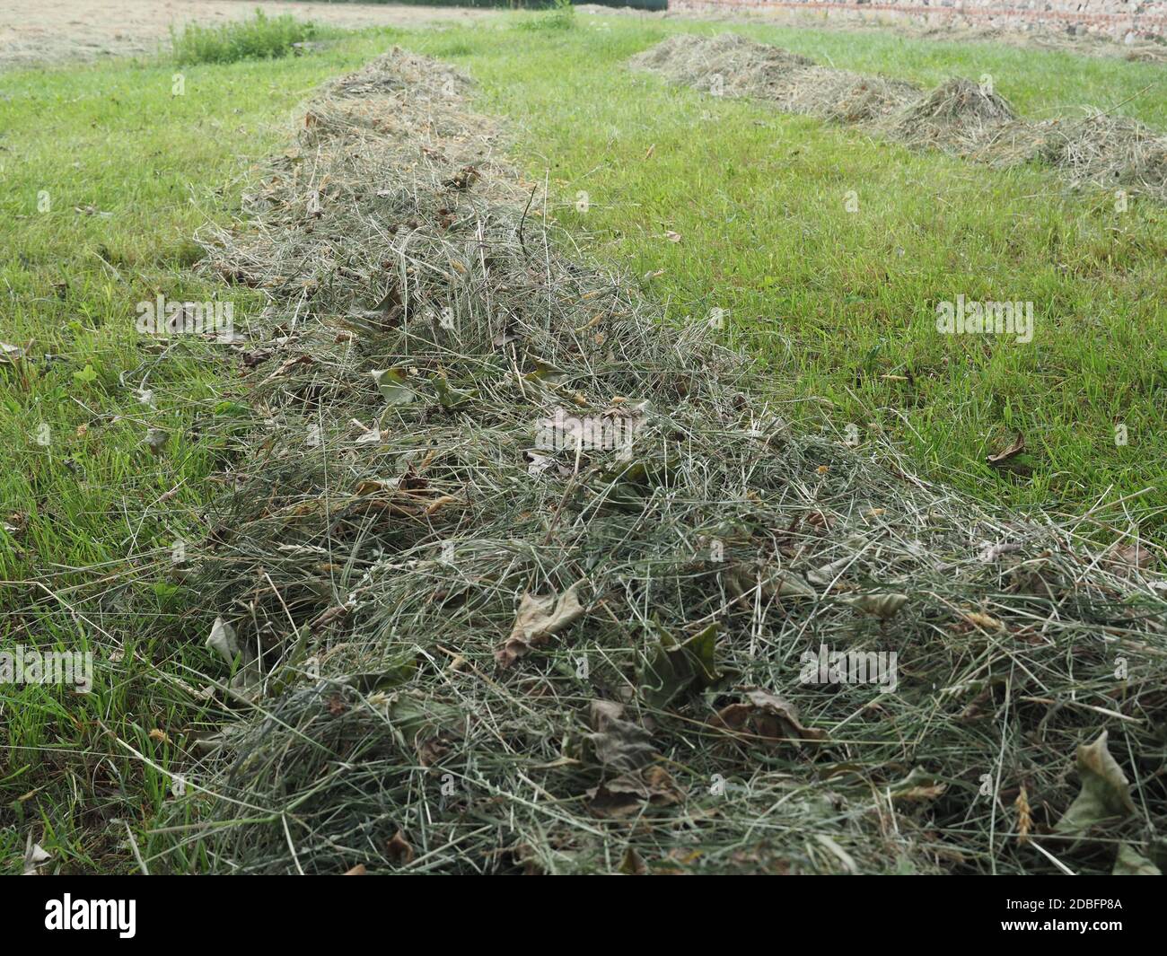 Grass windrow hi-res stock photography and images - Alamy