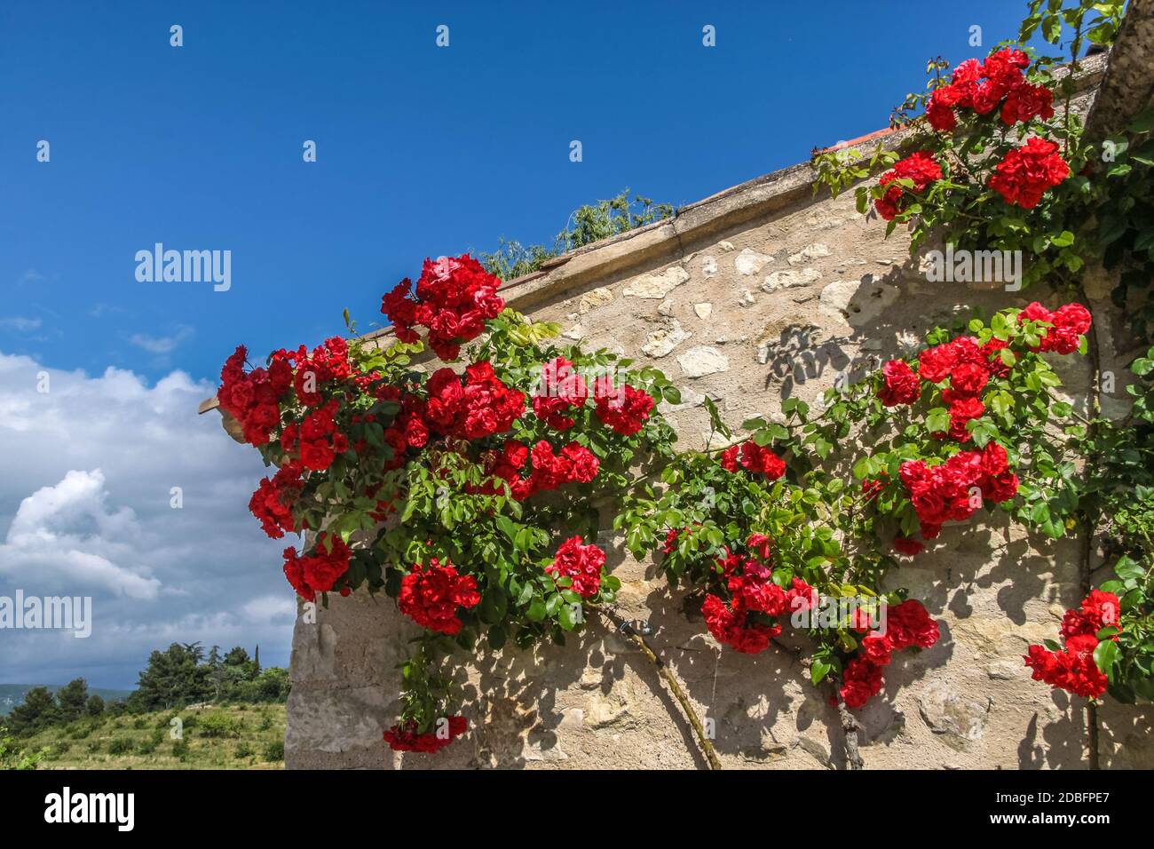 Climbing roses on an old house in the village of Villars in Provence ...