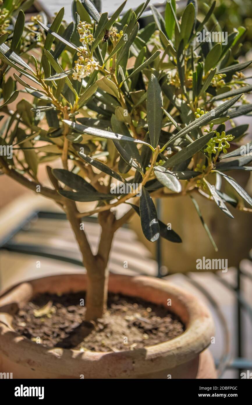 Olive tree in pot hi-res stock photography and images - Alamy