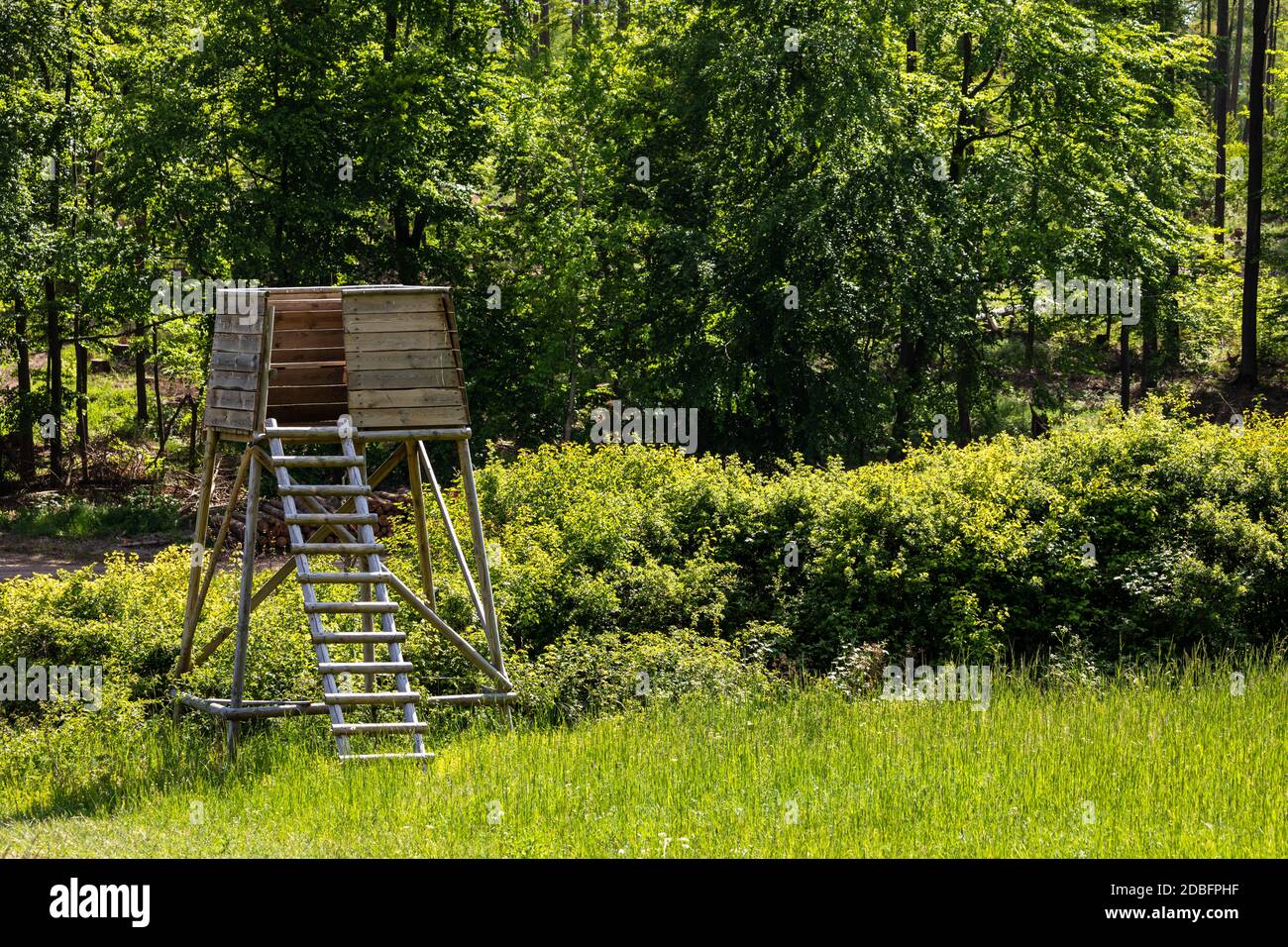 Hunting in the Forest Stock Photo - Alamy