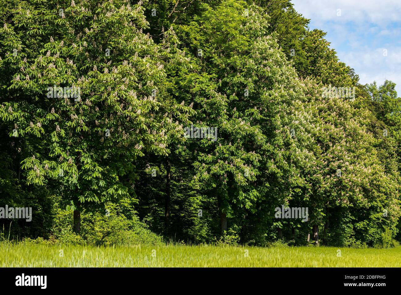 Chestnut trees in a forest Stock Photo - Alamy