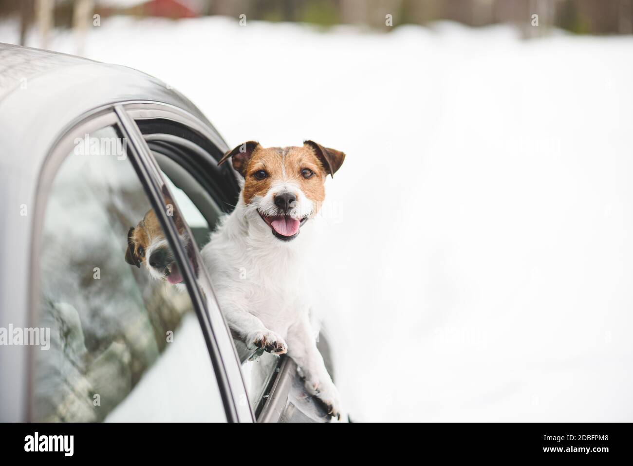 Driving with puppy hi-res stock photography and images - Alamy