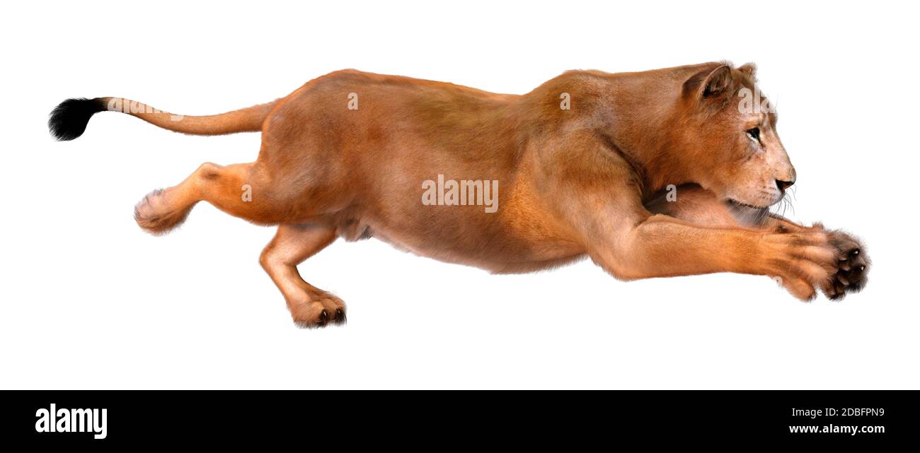 Lioness Leaping