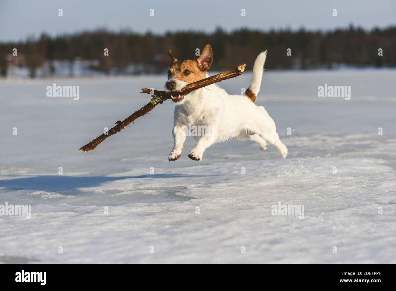 Leap on ice hi-res stock photography and images - Alamy