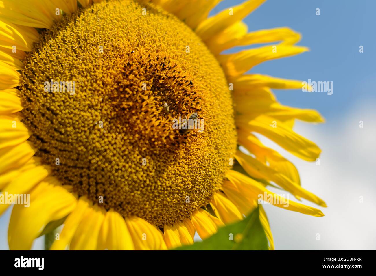 Close up pollination hi-res stock photography and images - Alamy