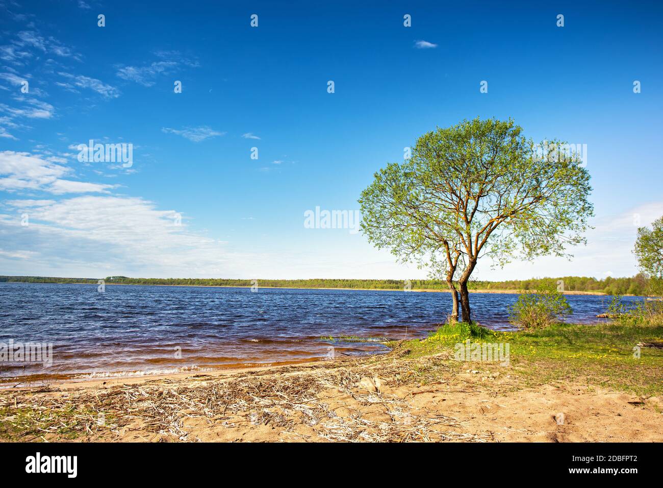 Lone tree on lakeside. Sunny daylight rural scene. Place for relax on ...