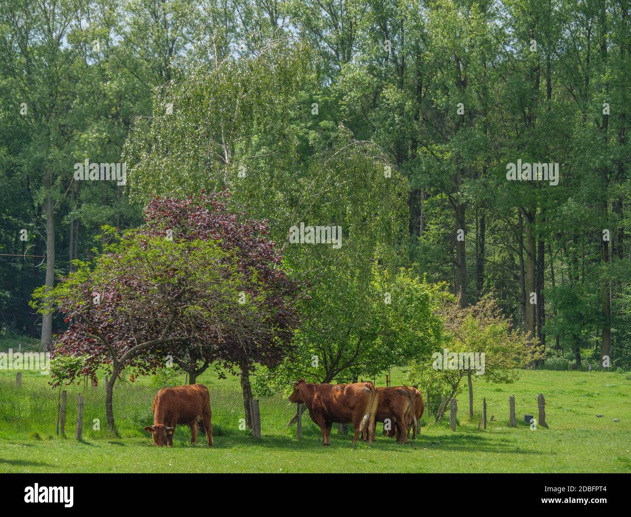 spring time in the german muensterland Stock Photo - Alamy