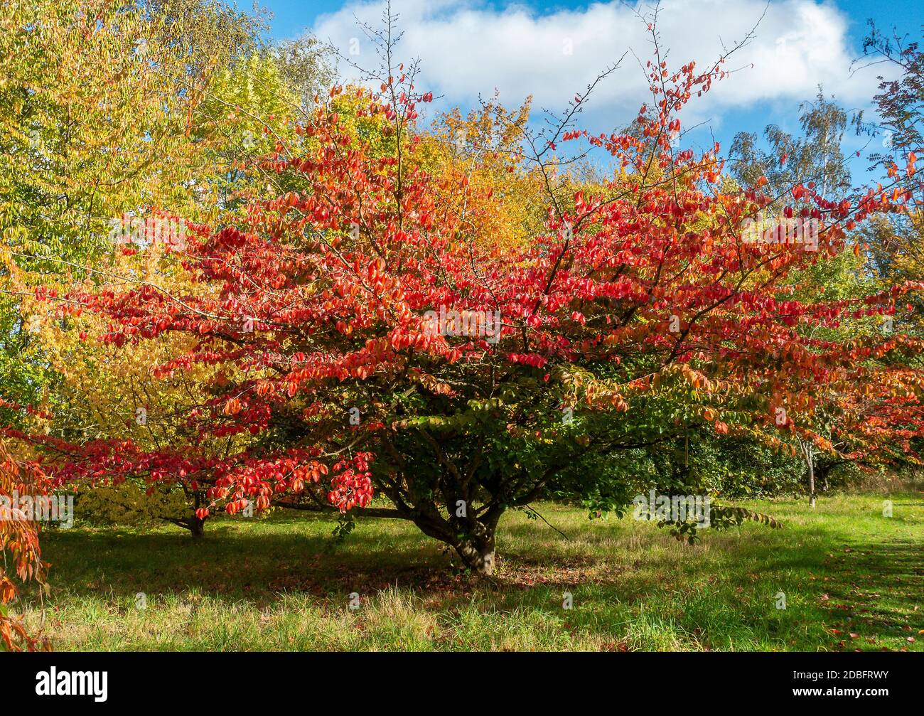 Parrotia persica hi-res stock photography and images - Alamy