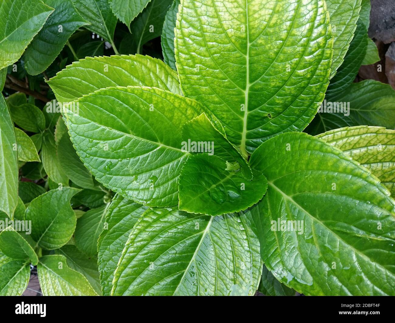 leaf rosette taken from above in juicy green Stock Photo - Alamy