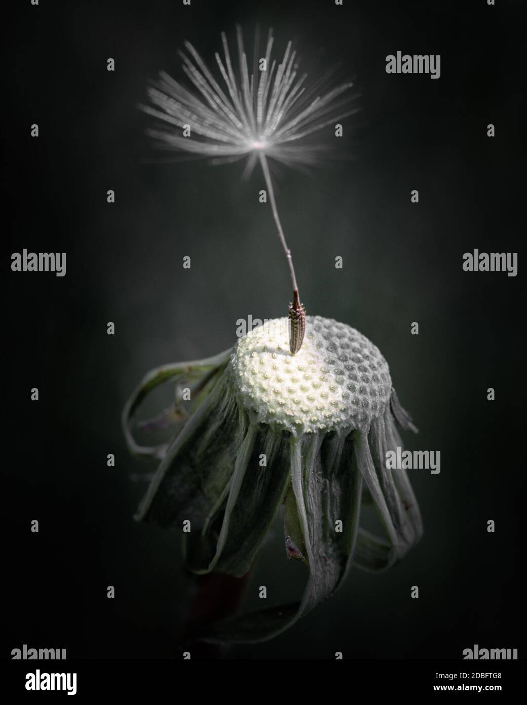 a single fluff on a fallen dandelion, close-up Stock Photo - Alamy