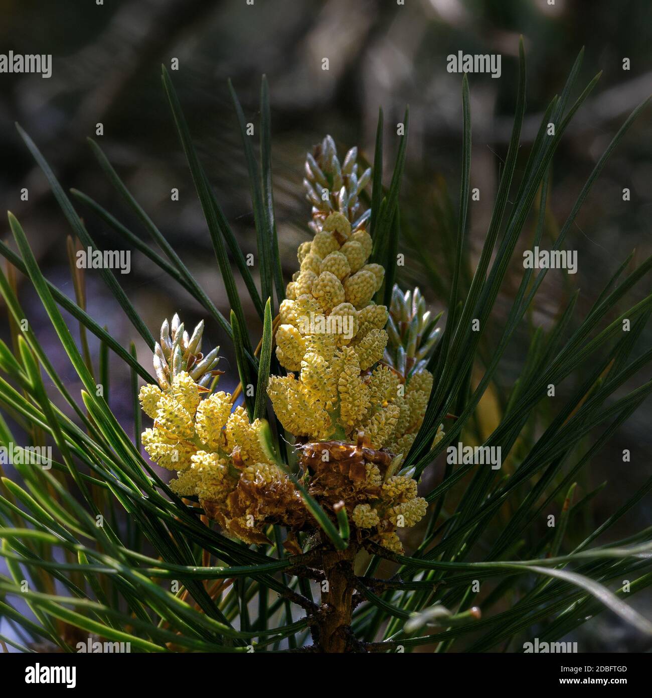 Conifer cones hi-res stock photography and images - Alamy