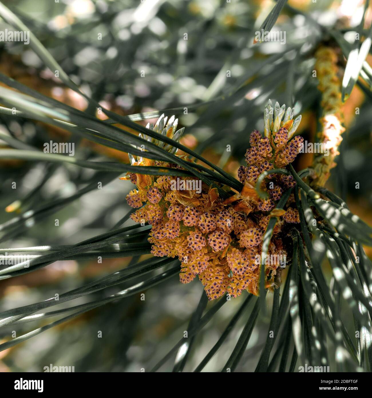 Conifer cones hi-res stock photography and images - Alamy