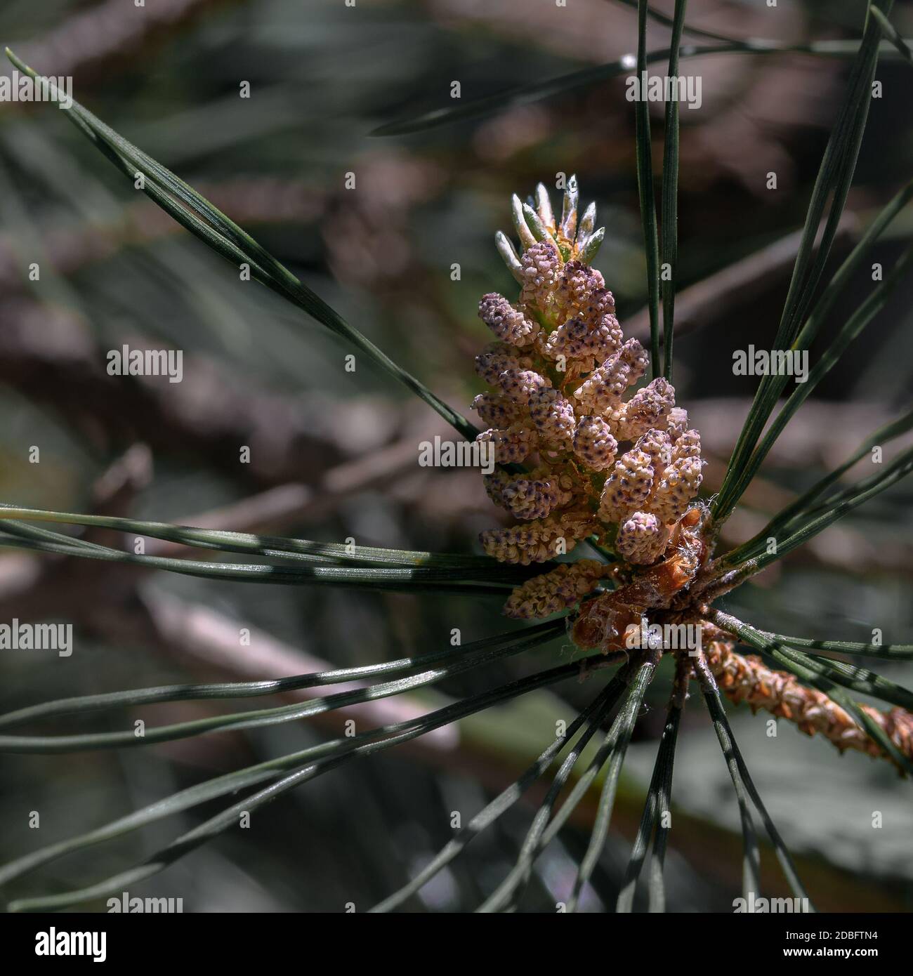 Conifer cones hi-res stock photography and images - Alamy