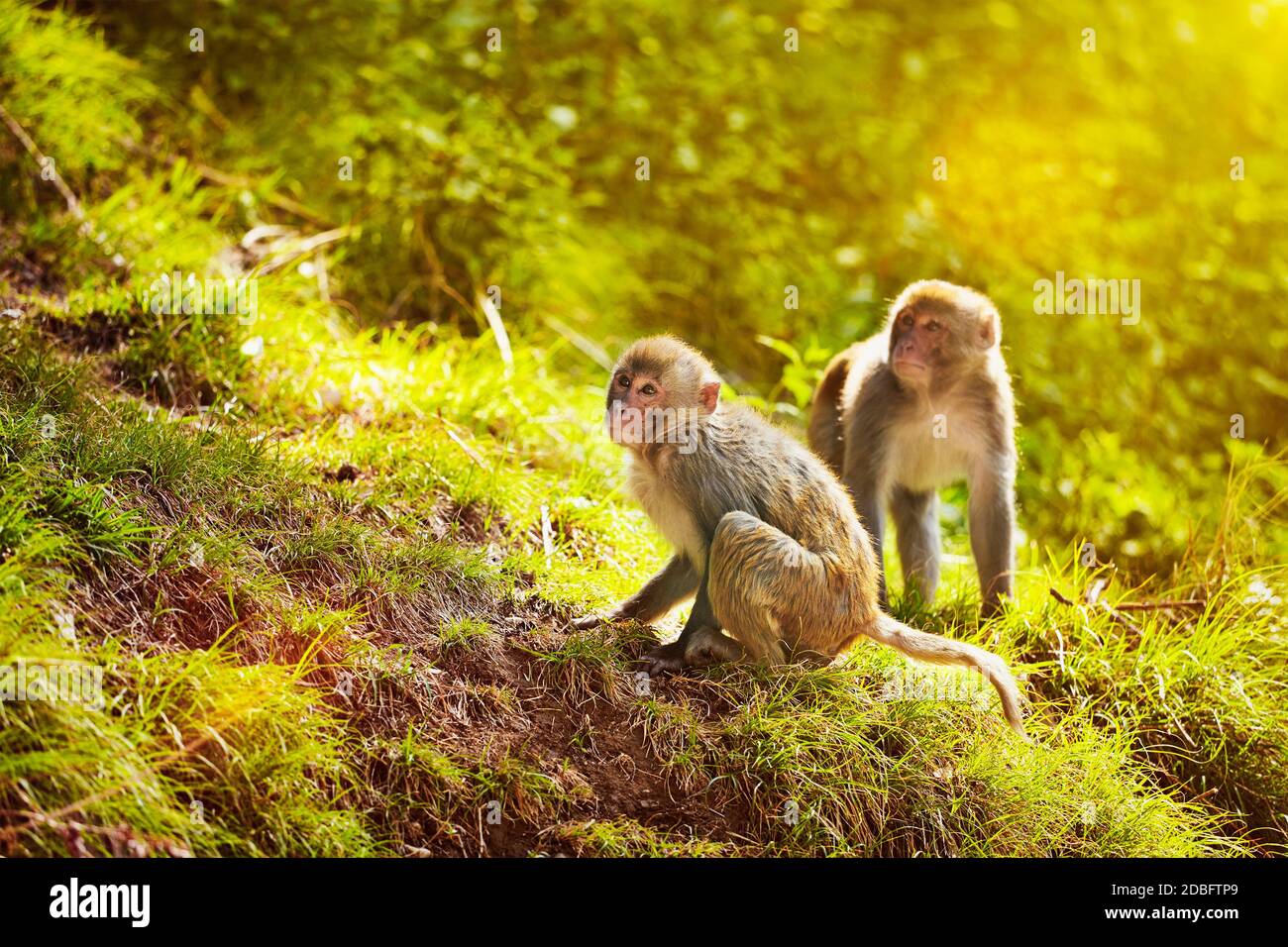 Rhesus macaques in forest. Shimla, Himachal Pradesh, India. With lens flare Stock Photo - Alamy
